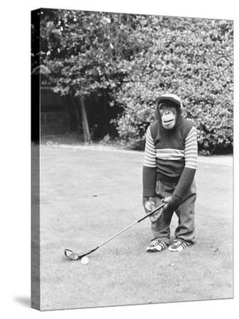 'A Chimpanzee playing a round of golf' Photographic Print - Staff | Art.com