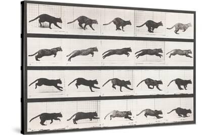 'Cat Galloping' Stretched Canvas Print - Eadweard Muybridge | Art.com