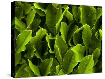 'Close Up of Green Tea Leaves Growing on the Makinohara Tea Plantation ...