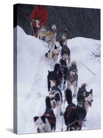 'Dog Sled Racing in the 1991 Iditarod Sled Race, Alaska, USA ...