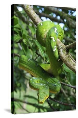 'Emerald Tree Boa (Corallus Caninus) Coiled Around Branch In Strike ...