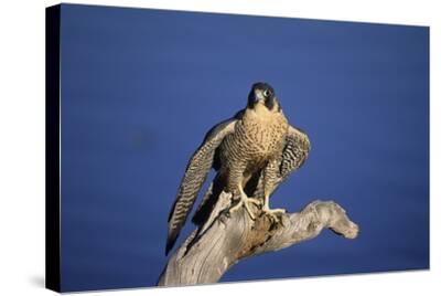 'Falcon' Photographic Print - outdoorsman | Art.com