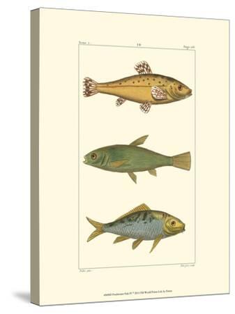 'Freshwater Fish IV' Art Print | Art.com