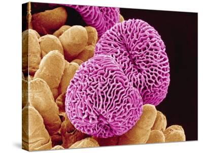 'Geranium Pollen' Photographic Print - Micro Discovery | Art.com