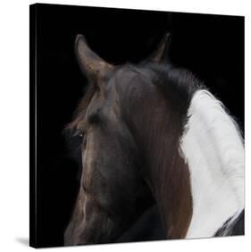 'Piebald' Stretched Canvas Print - Ray Hartl | Art.com