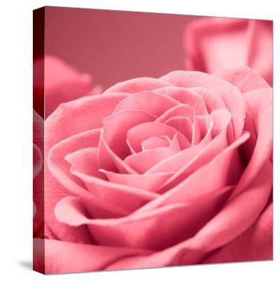 'Pink Rose' Photographic Print | Art.com