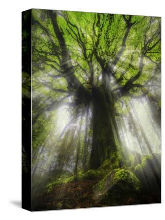 'Ponthus Beech Tree 2' Photographic Print - Philippe Manguin | Art.com