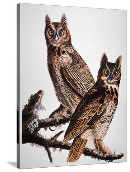 Audubon: Owl Stretched Canvas Print by John James Audubon at Art.com