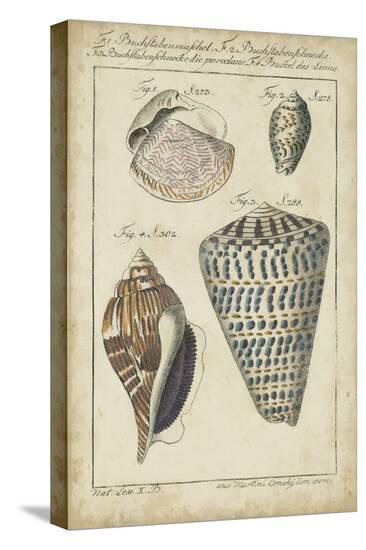 Vintage Shell Study II Stretched Canvas Print by Martini at Art.com