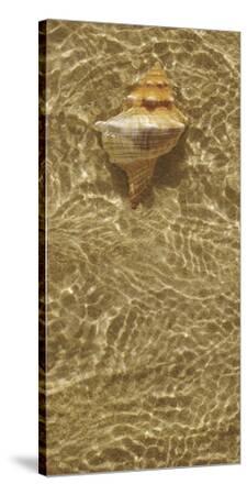 'Ripple Shell IV' Stretched Canvas Print - Tony Koukos | Art.com