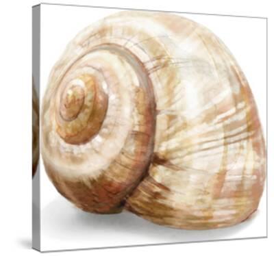 'Simple Shell - Conch' Stretched Canvas Print - Tania Bello | Art.com