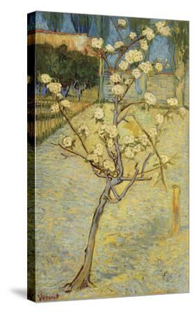 'Small Pear Tree in Blossom, 1888' Stretched Canvas Print - Vincent van ...