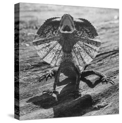 'The Frilled Lizard of Australia Opening Its Frill to Ward Off ...