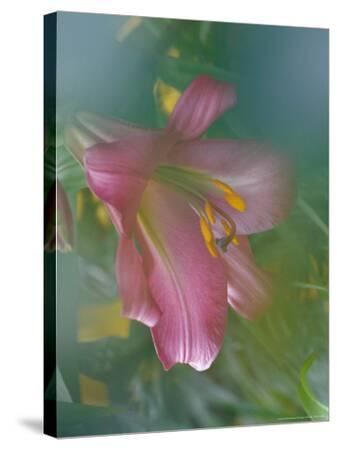 'Trumpet Lily, Seattle, Washington, USA' Photographic Print - Terry ...