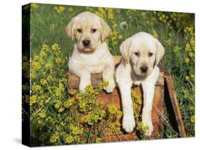 'Two Labrador Retriever Puppies, USA' Photographic Print - Lynn M ...