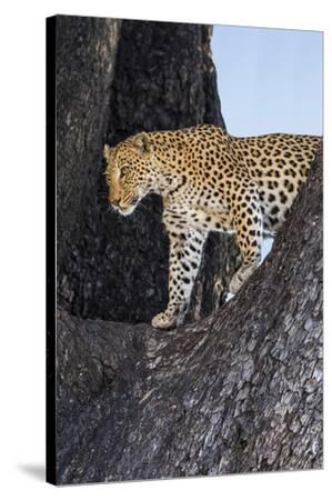 'Watchful Approach' Stretched Canvas Print - Nigel Pavitt | Art.com