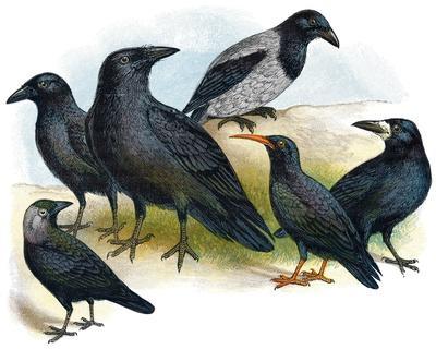 '1898 colour engraving of birds from the Corvidae family. Left to right ...