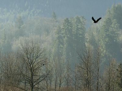 The Mist Flies