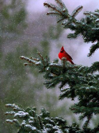 'A Bright Red Cardinal' Photographic Print | Art.com