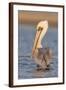 'A Brown Pelican in a Southern California Coastal Wetland' Photographic ...