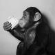 'A Chimp Drinking a Cup of Tea' Photographic Print | Art.com