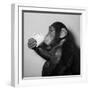 'A Chimp Drinking a Cup of Tea' Photographic Print | Art.com