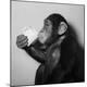 'A Chimp Drinking a Cup of Tea' Photographic Print | Art.com