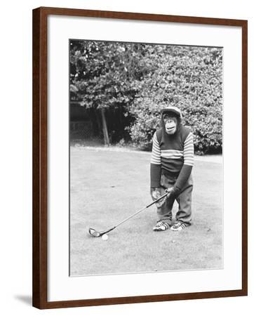 'A Chimpanzee playing a round of golf' Photographic Print - Staff | Art.com