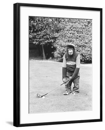 A Chimpanzee playing a round of golf Photographic Print by Staff | Art.com