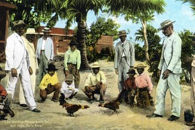 'A Cock Fight, Puerto Rico, 1909' Giclee Print | Art.com