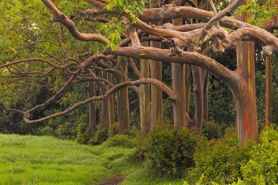 A Grove Of Rainbow Eucalyptus Trees Found Along The Road To Hana On The ...