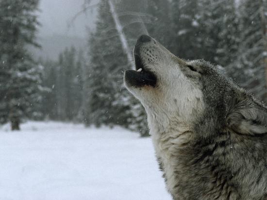 Gray Wolf Pack Howling