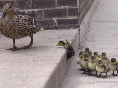 'A Mother Duck, Left, Takes Her Ducklings for a Walk up a Flight of ...