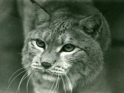 'A Northern Lynx, London Zoo, February 1925 (B/W Photo)' Giclee Print ...