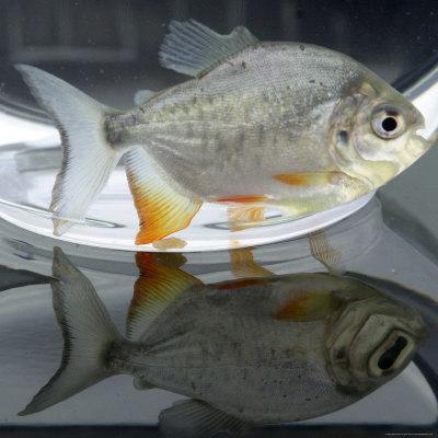 'A Pacu, a Popular Tropical Fish Sold at Pet Shops, is Shown, August 7 ...