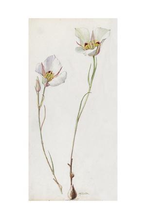 Sego Lily Flower Farm | Best Flower Site