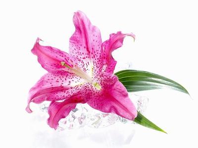 'A Pink Lilly' Photographic Print | Art.com