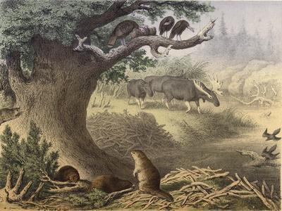A Scene in Northern Canada, the Racoon, the Beaver, Wild Turkeys, the ...