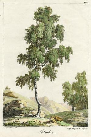 'A Silver Birch Tree' Art Print | Art.com