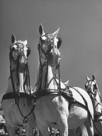'A View of the Army Remount Service's Parade of Horses' Photographic ...