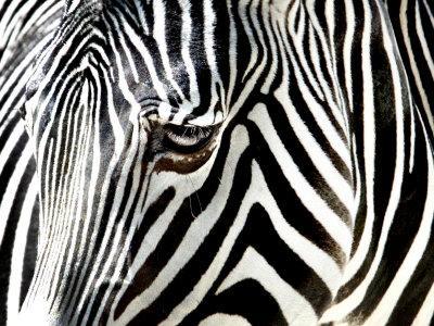 'A Zebra at the Frankfurt Zoo' Photographic Print | Art.com