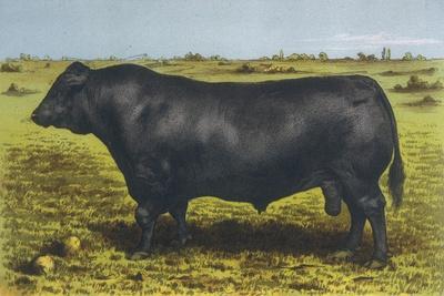 'Aberdeen Angus Bull 'Cash'' Art Print | Art.com