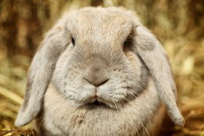 'Lop-Earred Rabbit' Photographic Print - AberratioN | Art.com