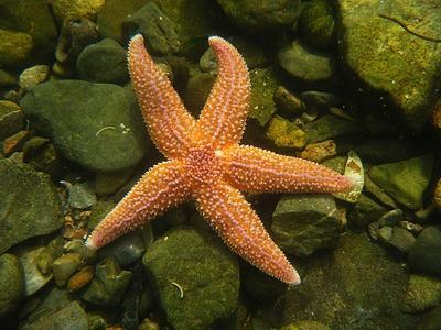 'Common Starfish, Asterias Rubens. Taken Torbay, England.' Photographic ...