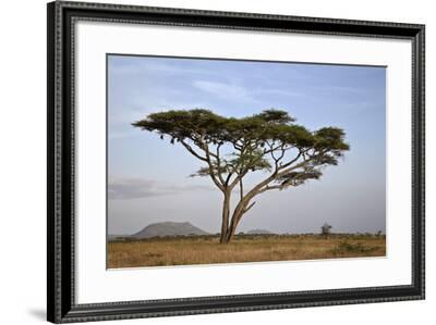 Acacia Tree, Serengeti National Park, Tanzania, East Africa, Africa Photographic Print by James ...