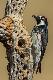 'Acorn woodpecker inspecting cactus skeleton, in the desert of southern ...