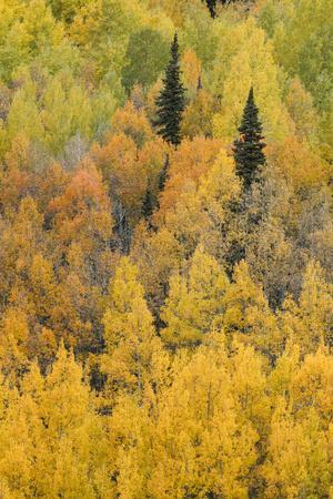 'Autumn aspen tree pattern on mountain slope, Crystal Lake, Ouray ...