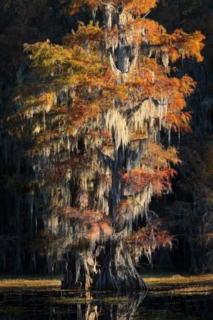 'Backlit bald cypress trees and autumn colors in southern swamp, Caddo ...