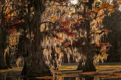 'Backlit bald cypress trees and autumn colors in southern swamp, Caddo ...