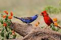Blue grosbeak and male Northern cardinal fighting. Rio Grande Valley ...